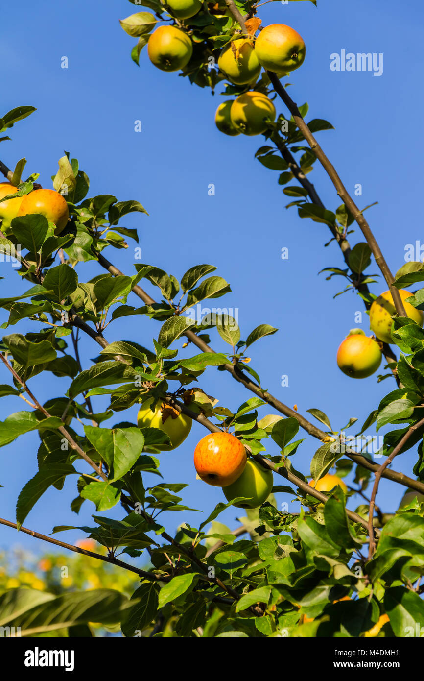 Apple fruits in a tree Stock Photo - Alamy
