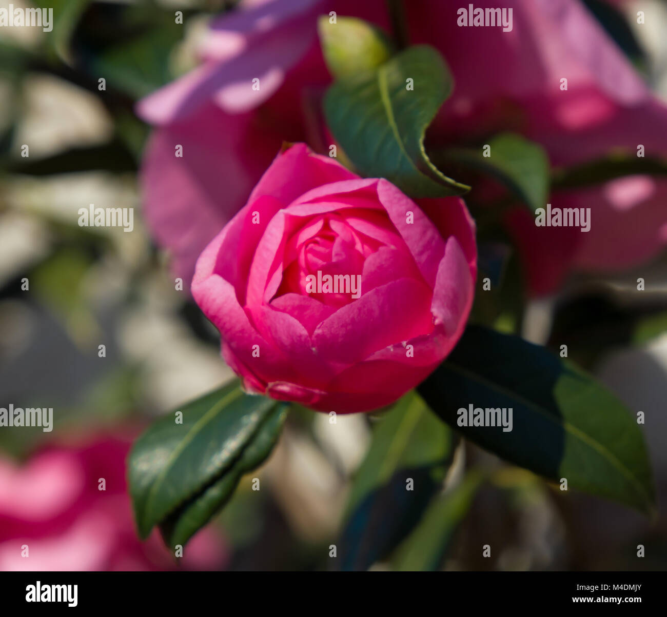 Deep pink flower bud of Camellia Japonica Stock Photo - Alamy