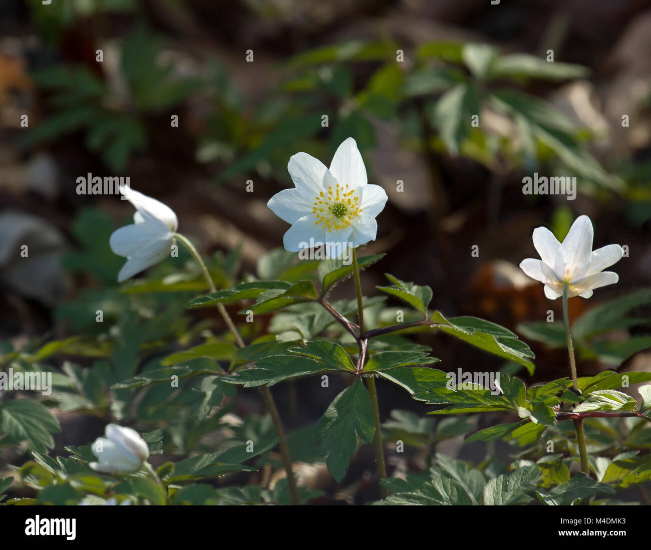 Wood Anemone flowers in English woodland Stock Photo - Alamy