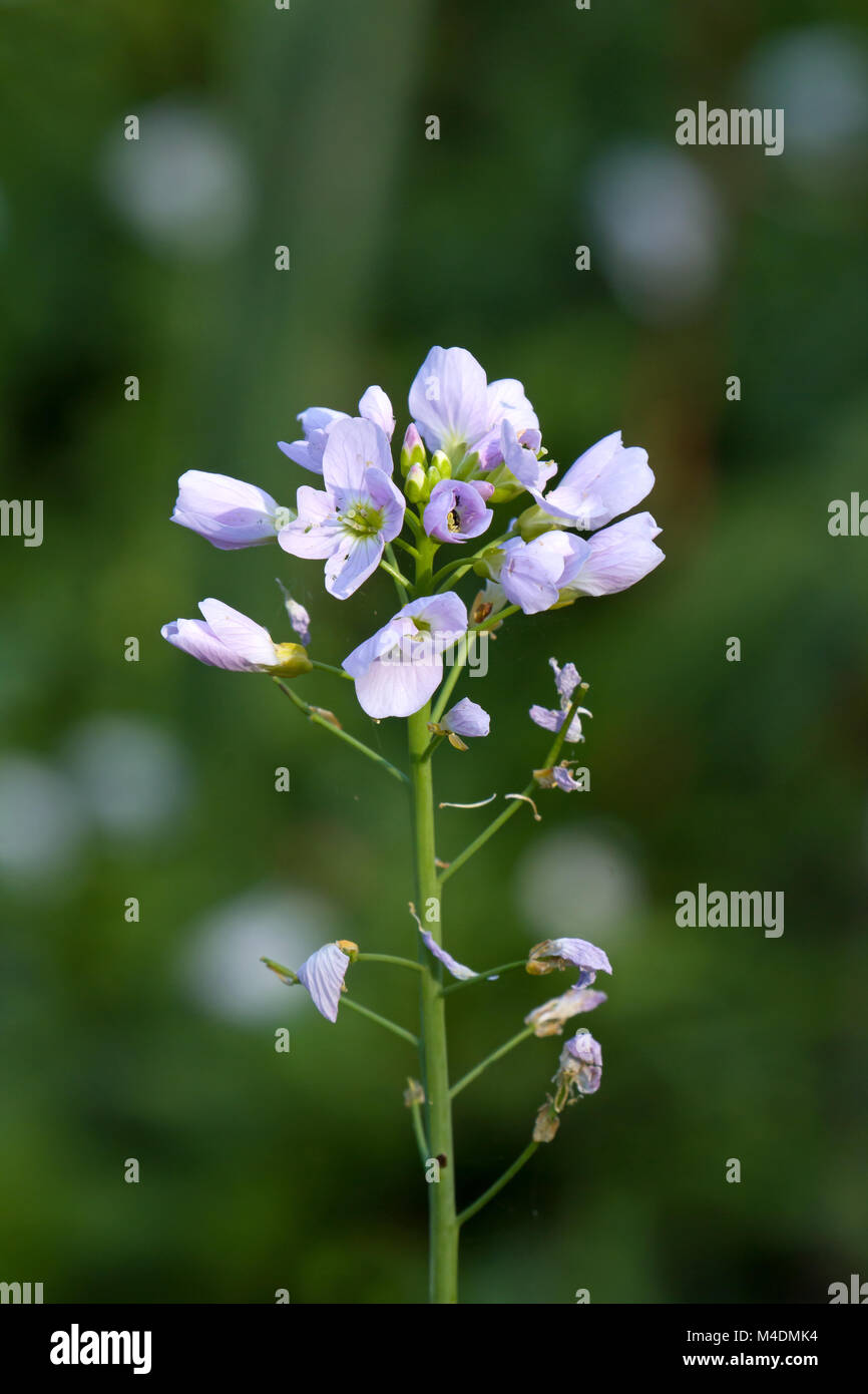 Ladies smock hi-res stock photography and images - Alamy