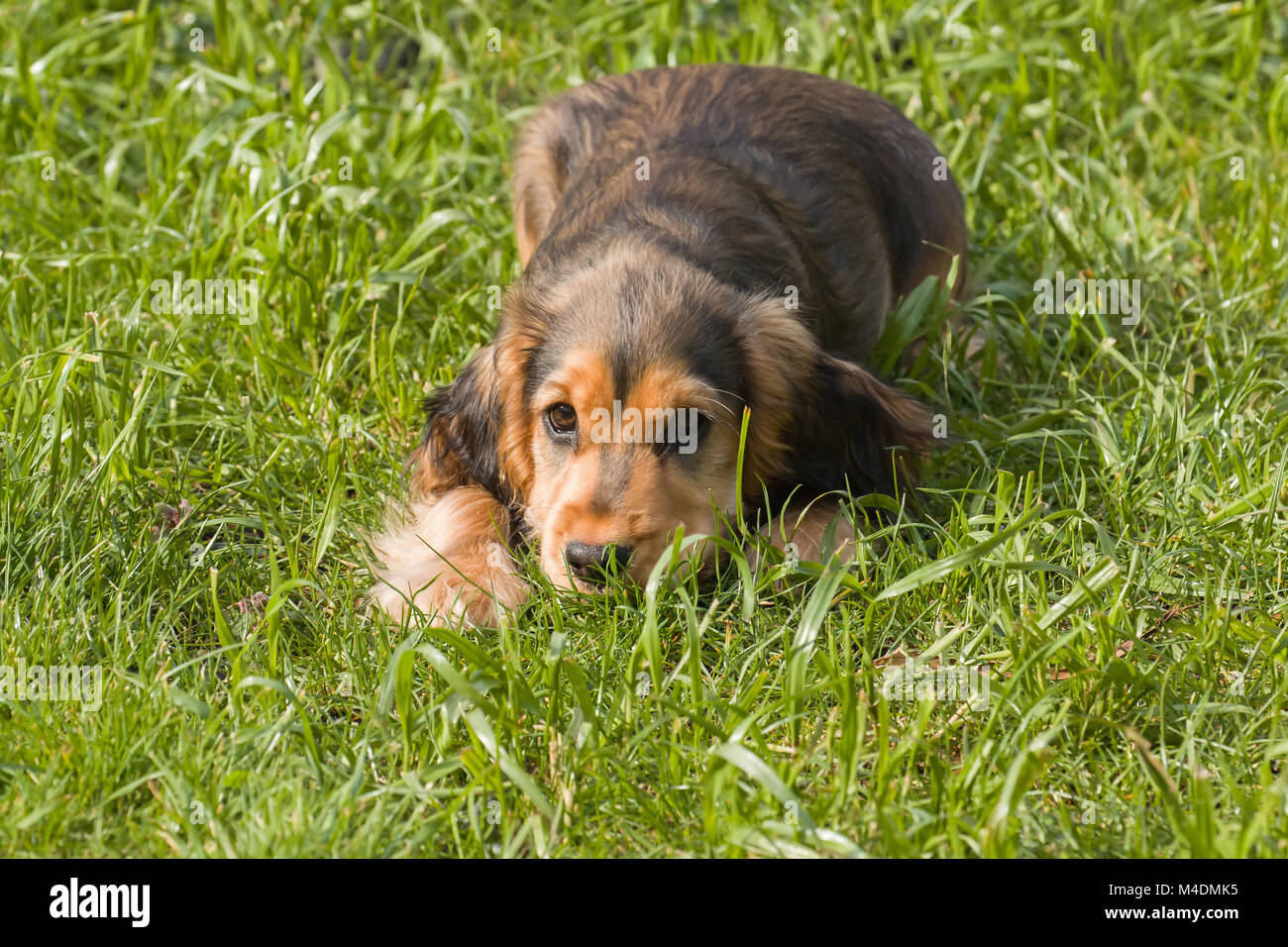 English show cocker spaniel hi-res stock photography and images - Alamy