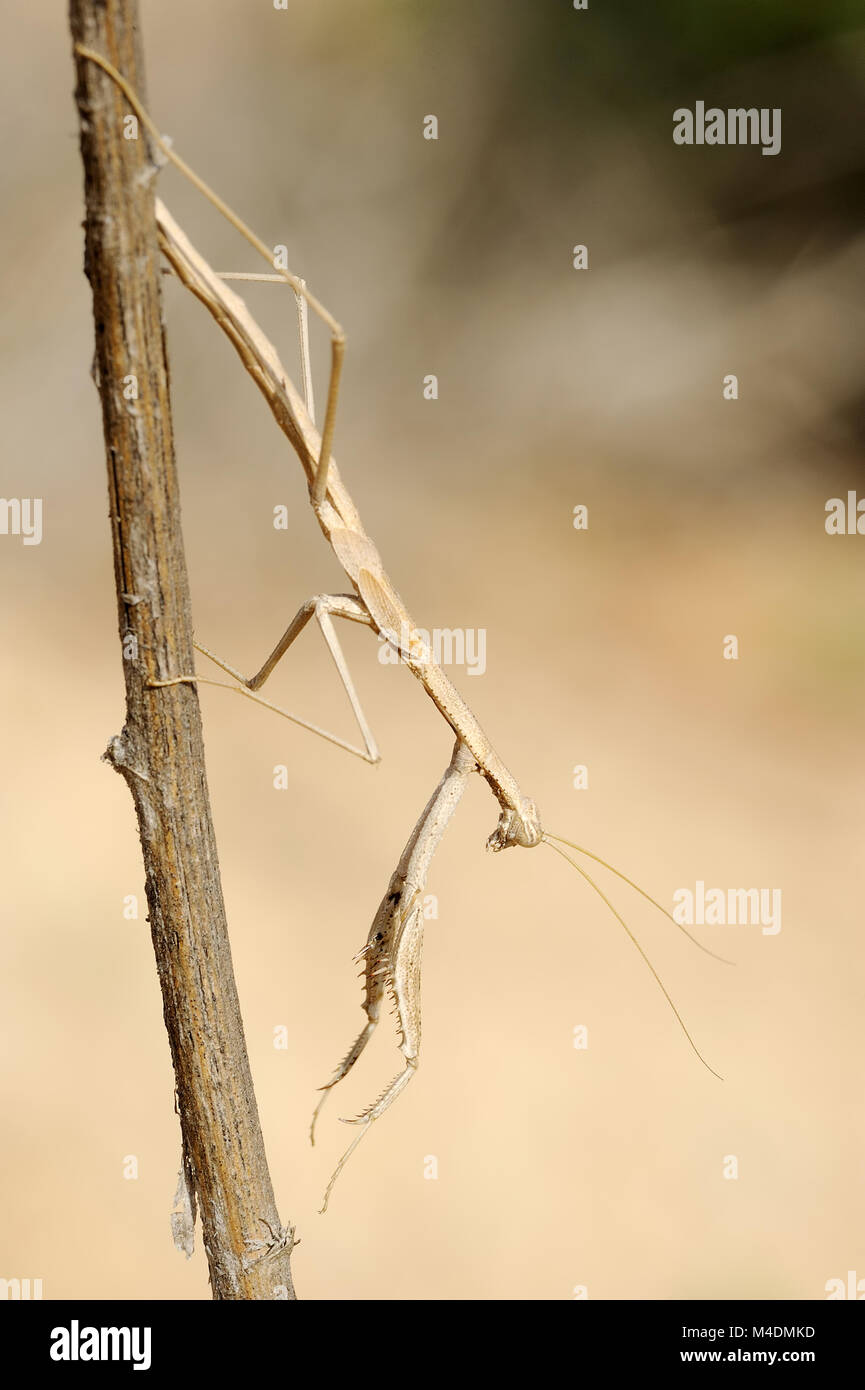 small mantis on a branch Stock Photo - Alamy