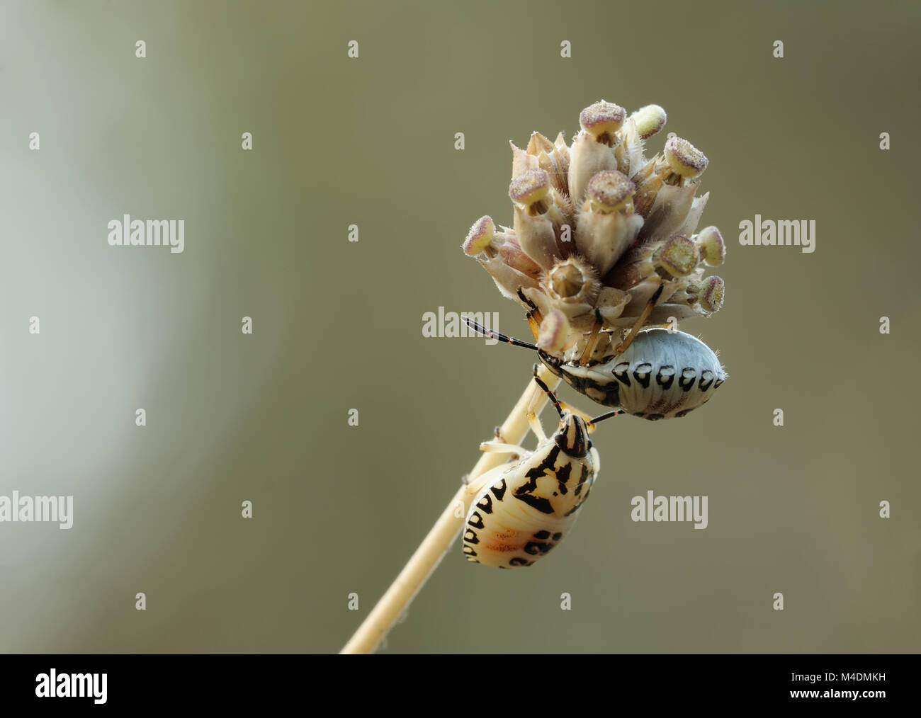 two bugs on the twig Stock Photo - Alamy