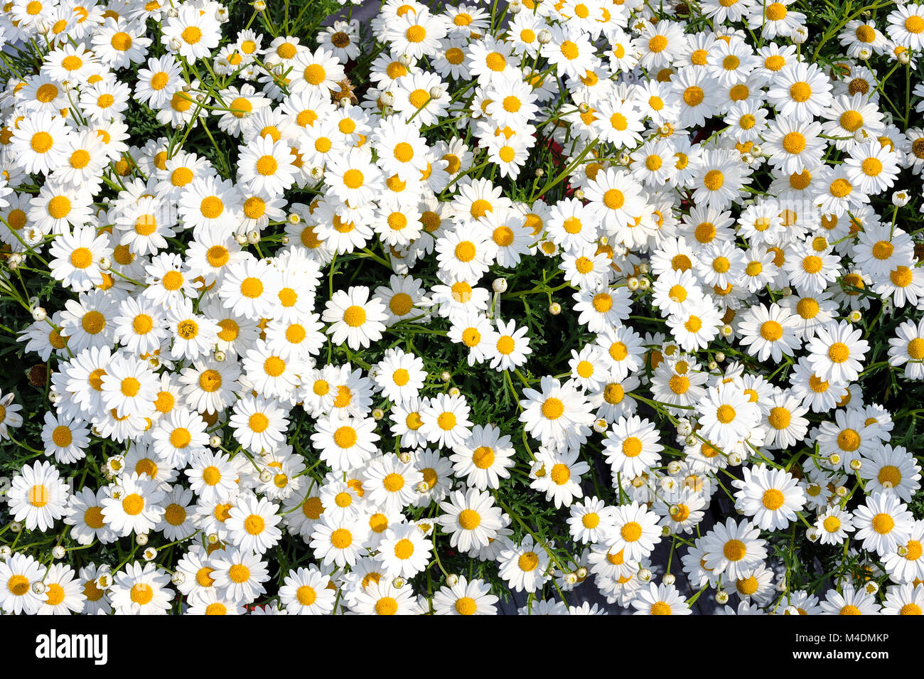 Leucanthemum white hi-res stock photography and images - Alamy