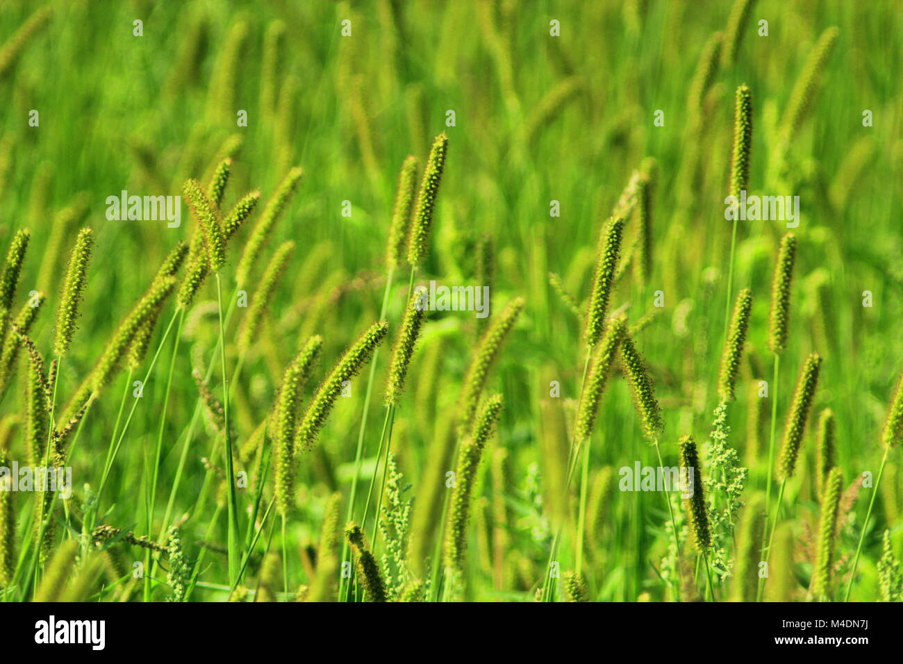 High green grass hi-res stock photography and images - Alamy