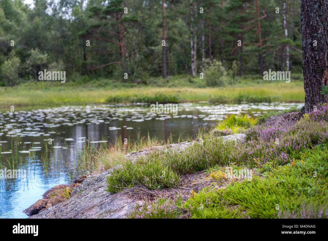 Natural lake in Norway Stock Photo - Alamy