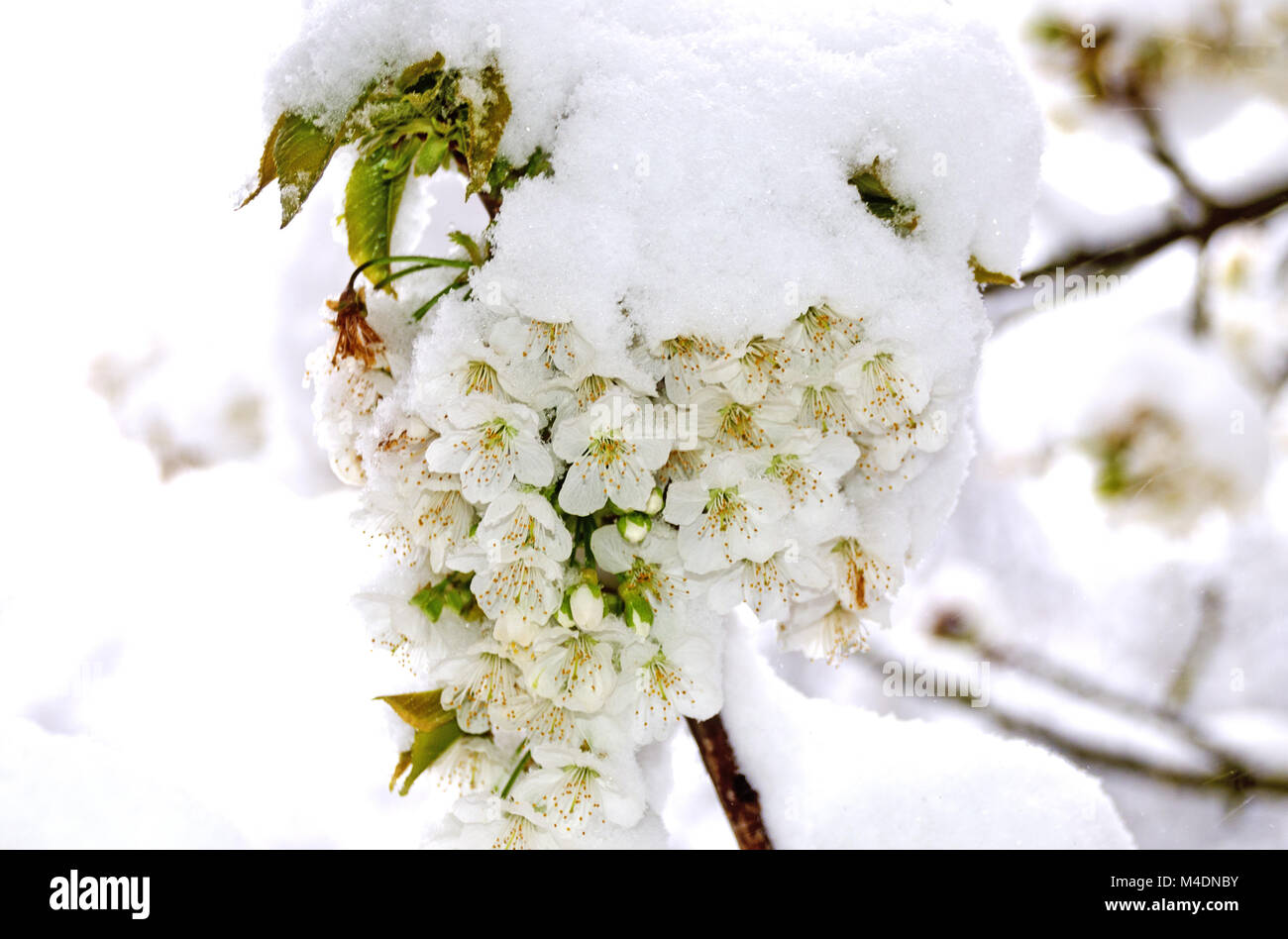 Snow and cherry blossoms hi-res stock photography and images - Alamy