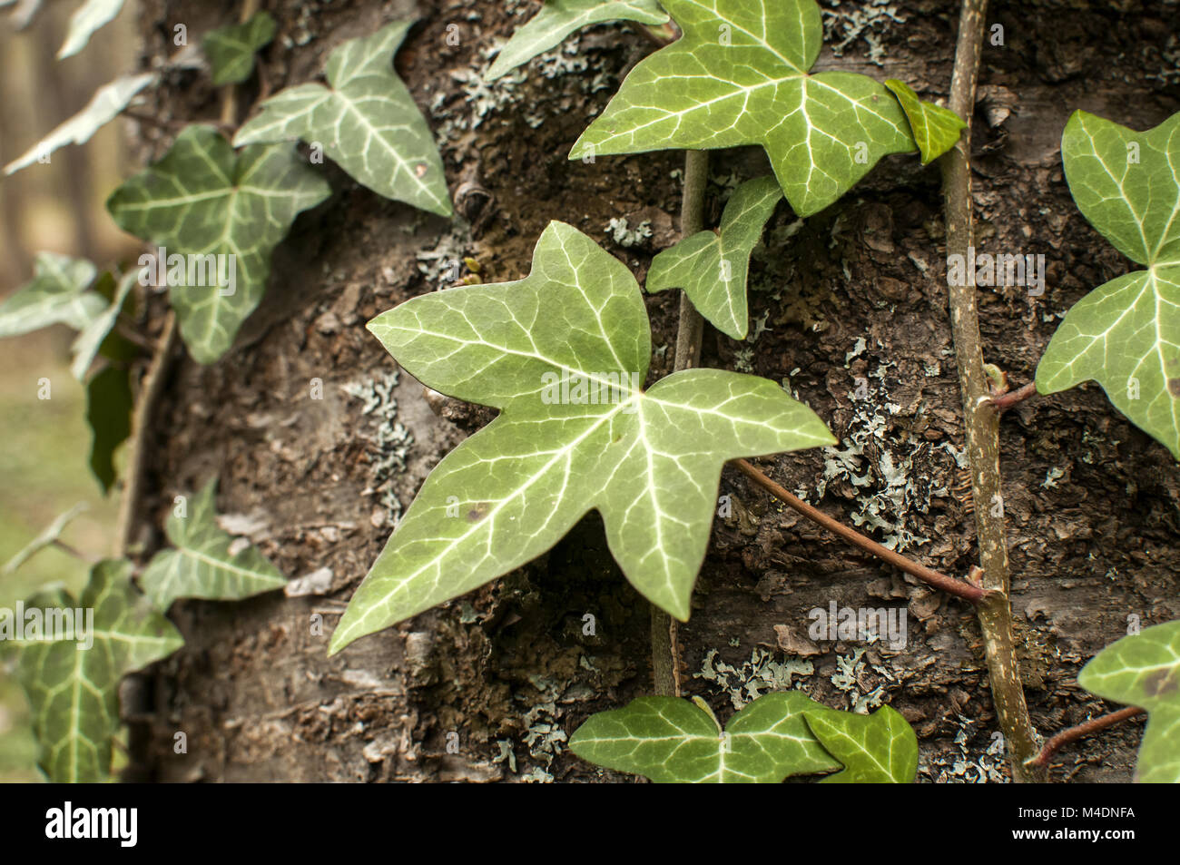 Hedera helix cultivar hi-res stock photography and images - Alamy