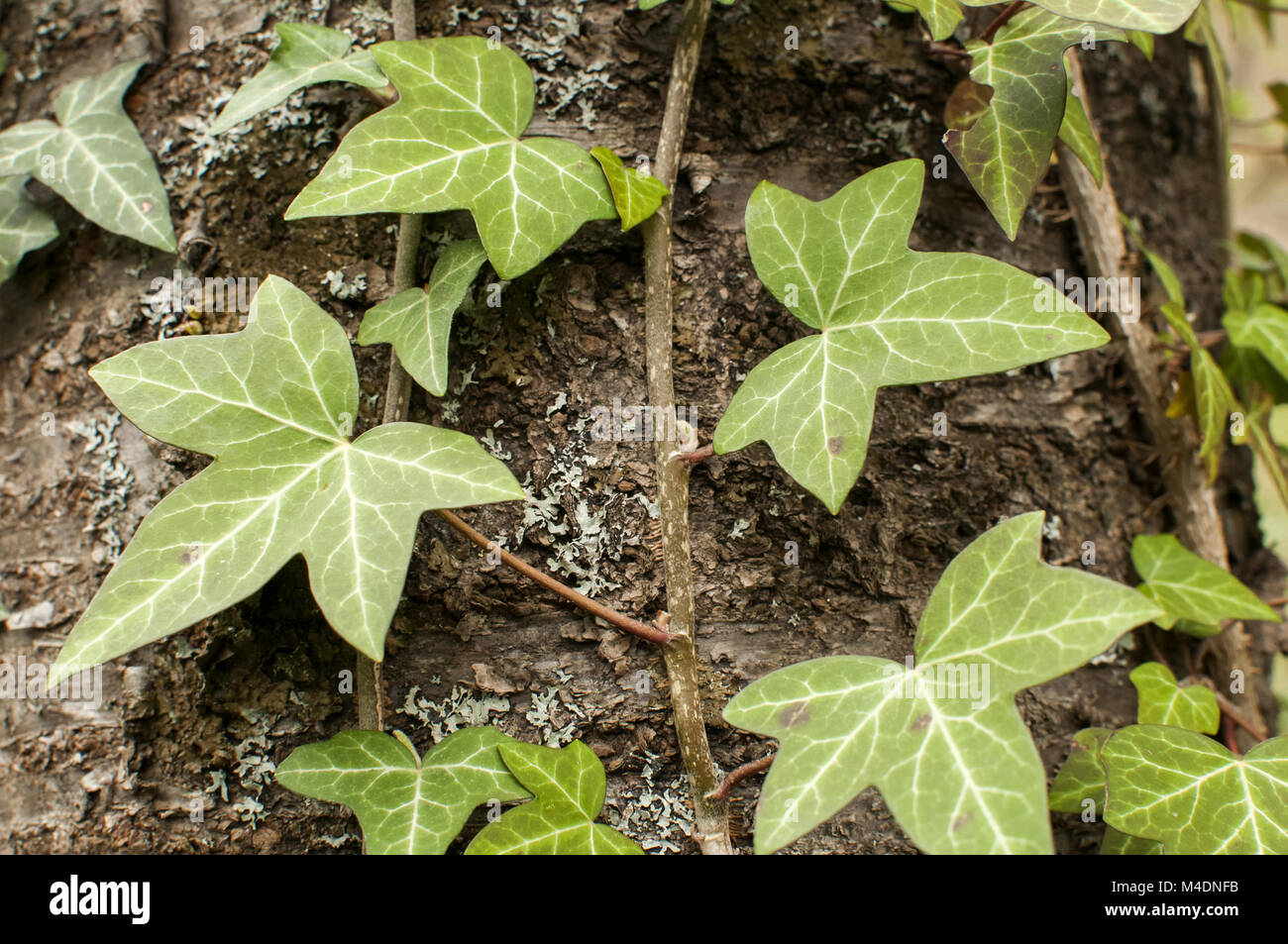 Ivy plant closeup Stock Photo - Alamy
