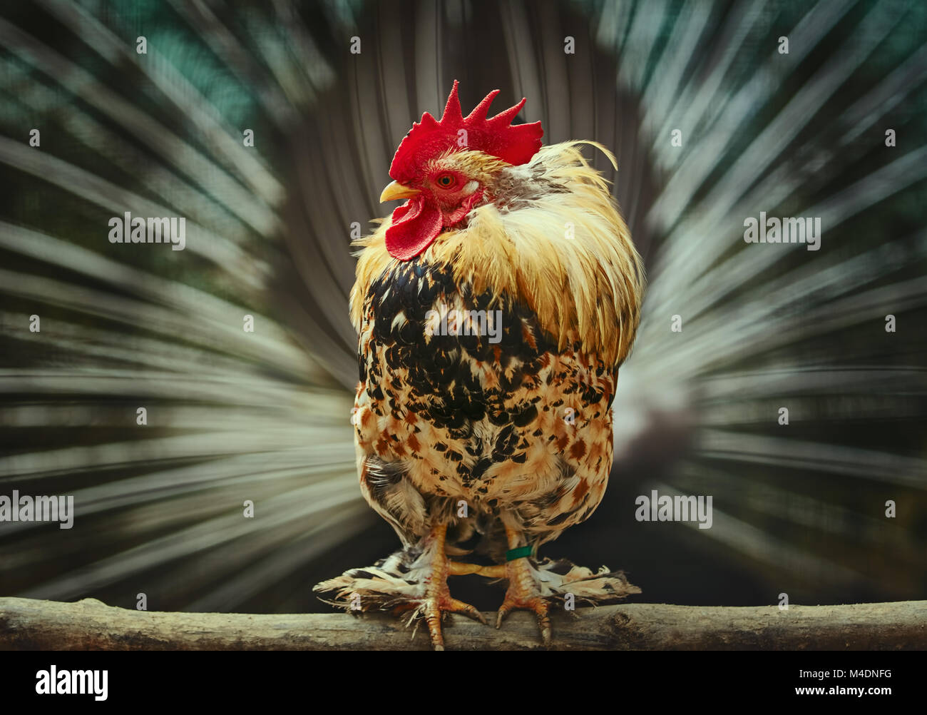 Rooster with Peacock Tail Stock Photo - Alamy