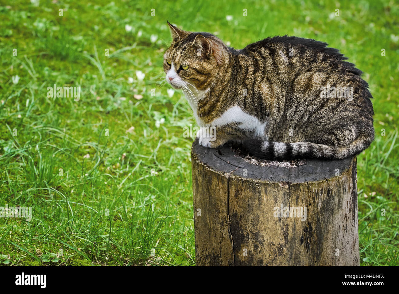 Cat on a Tree Stump Stock Photo - Alamy