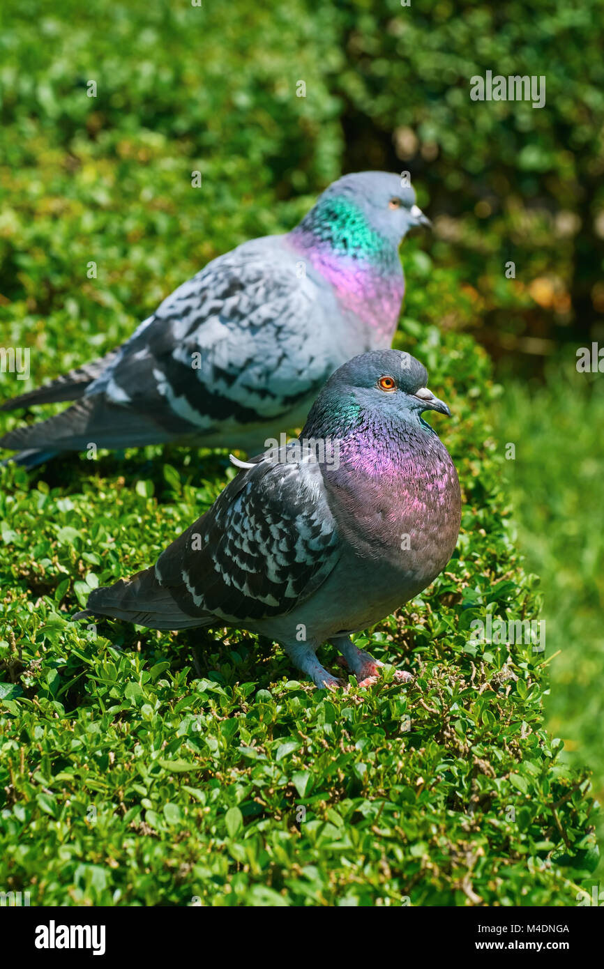 Pigeons on the Bush Stock Photo - Alamy