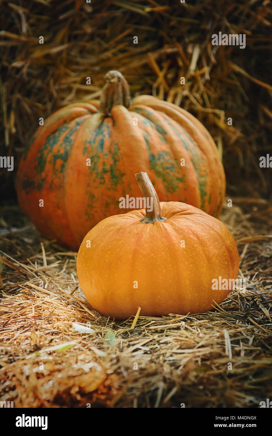 One pumpkins hi-res stock photography and images - Alamy