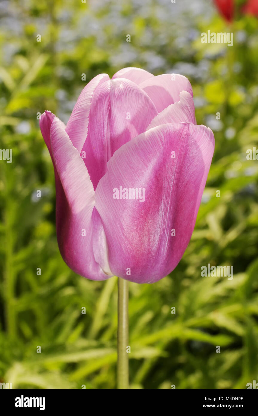Garden rose tulip hi-res stock photography and images - Alamy