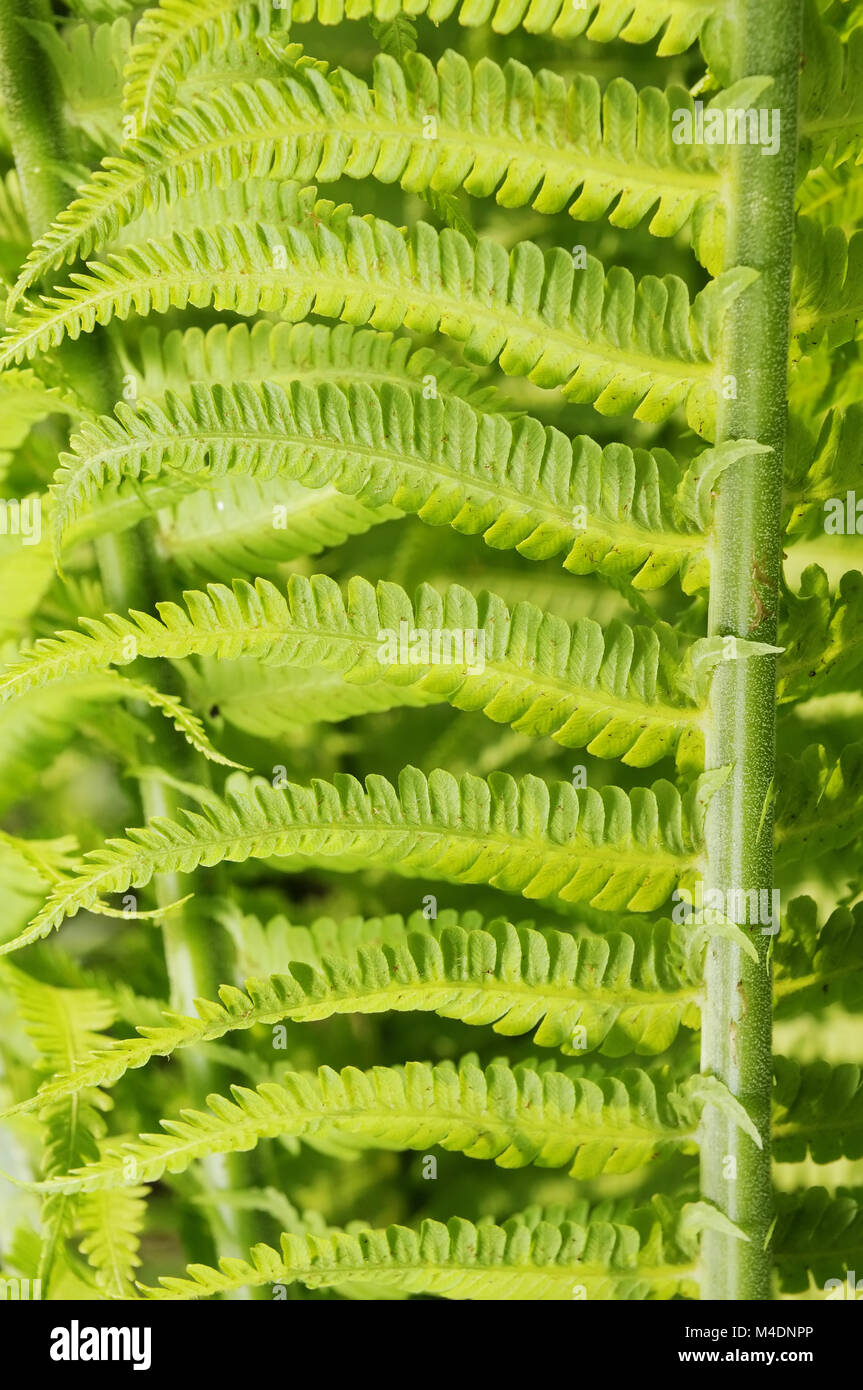 Ferny leaves hi-res stock photography and images - Alamy