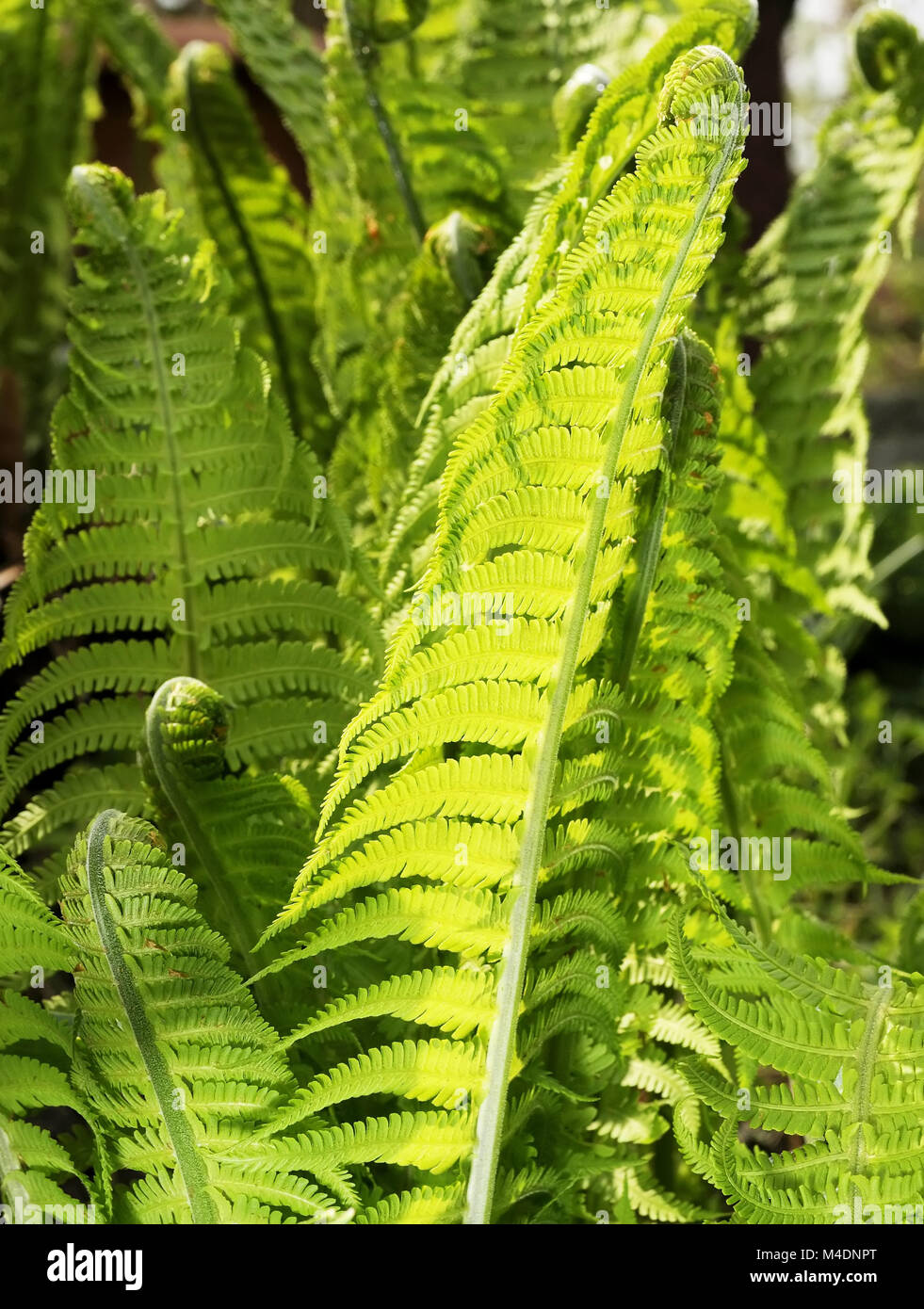 Ferny plant hi-res stock photography and images - Alamy