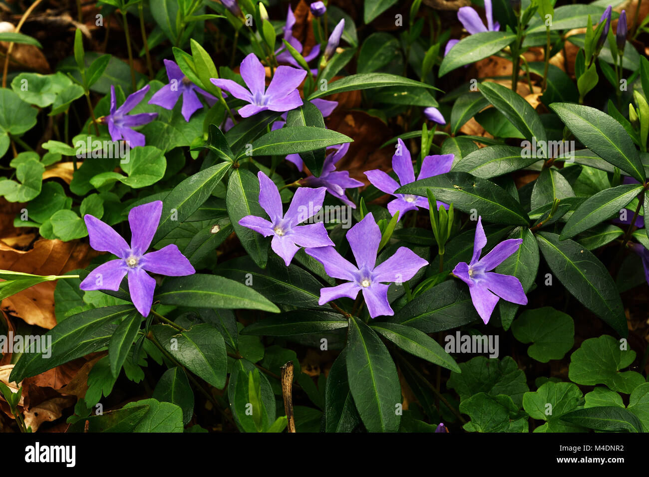 periwinkle; dwarf periwinkle; common periwinkle Stock Photo - Alamy