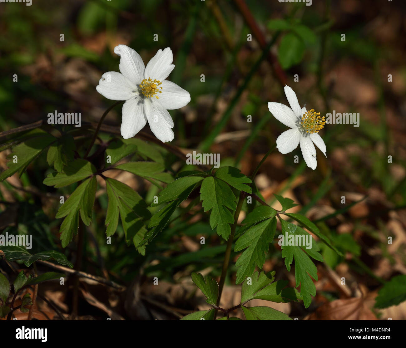 thimbleweed; windflower; smell fox; grove windflower Stock Photo - Alamy