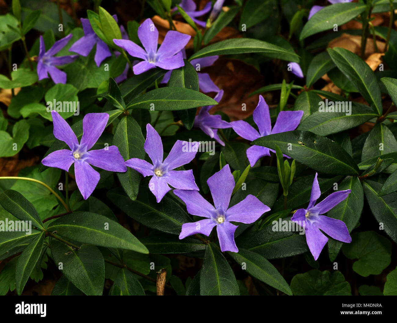 periwinkle; dwarf periwinkle; common periwinkle Stock Photo - Alamy