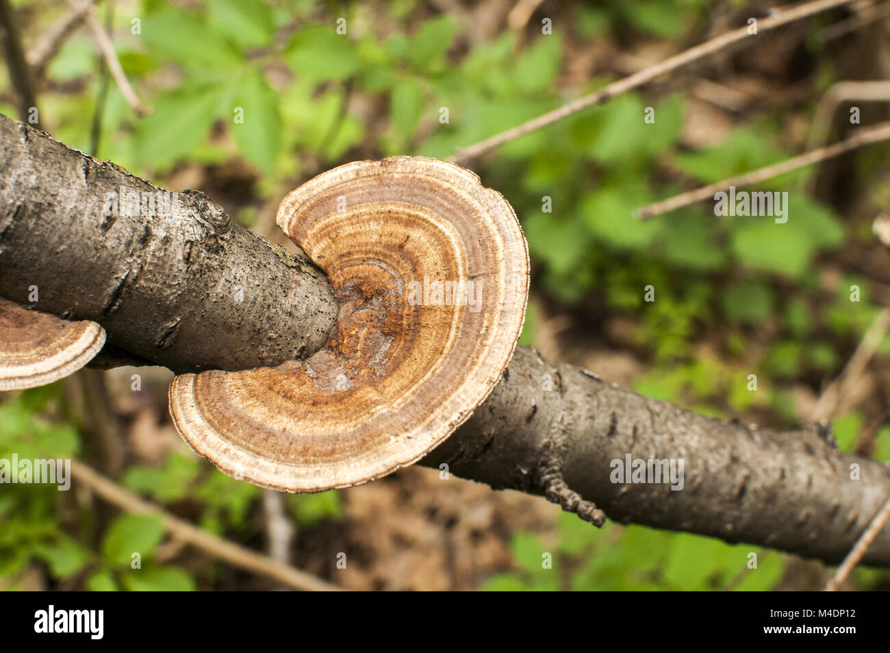 Hoof mushrooms hi-res stock photography and images - Alamy