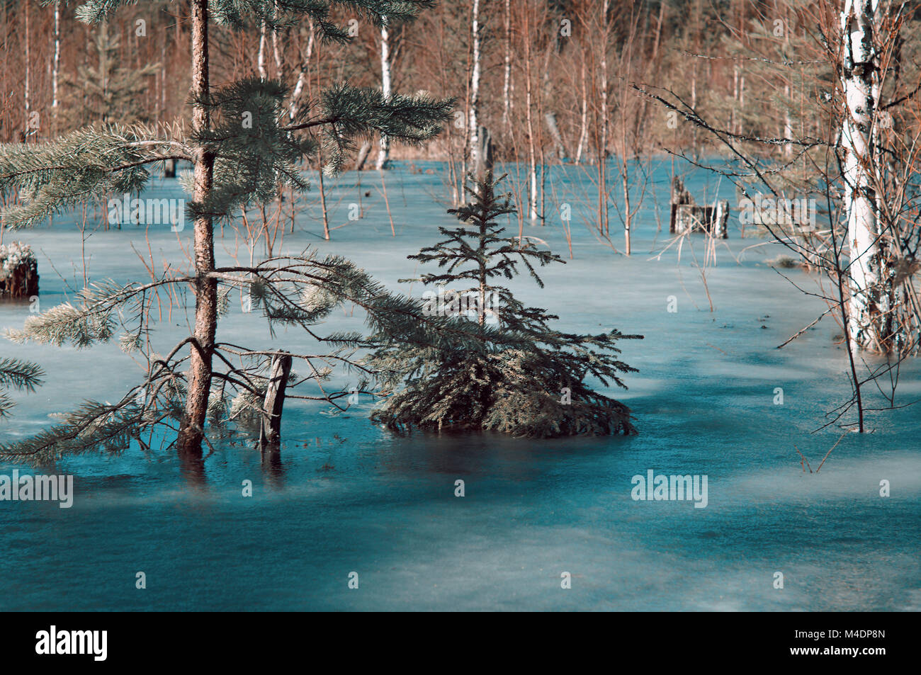 melting snow in forest in early spring Stock Photo - Alamy