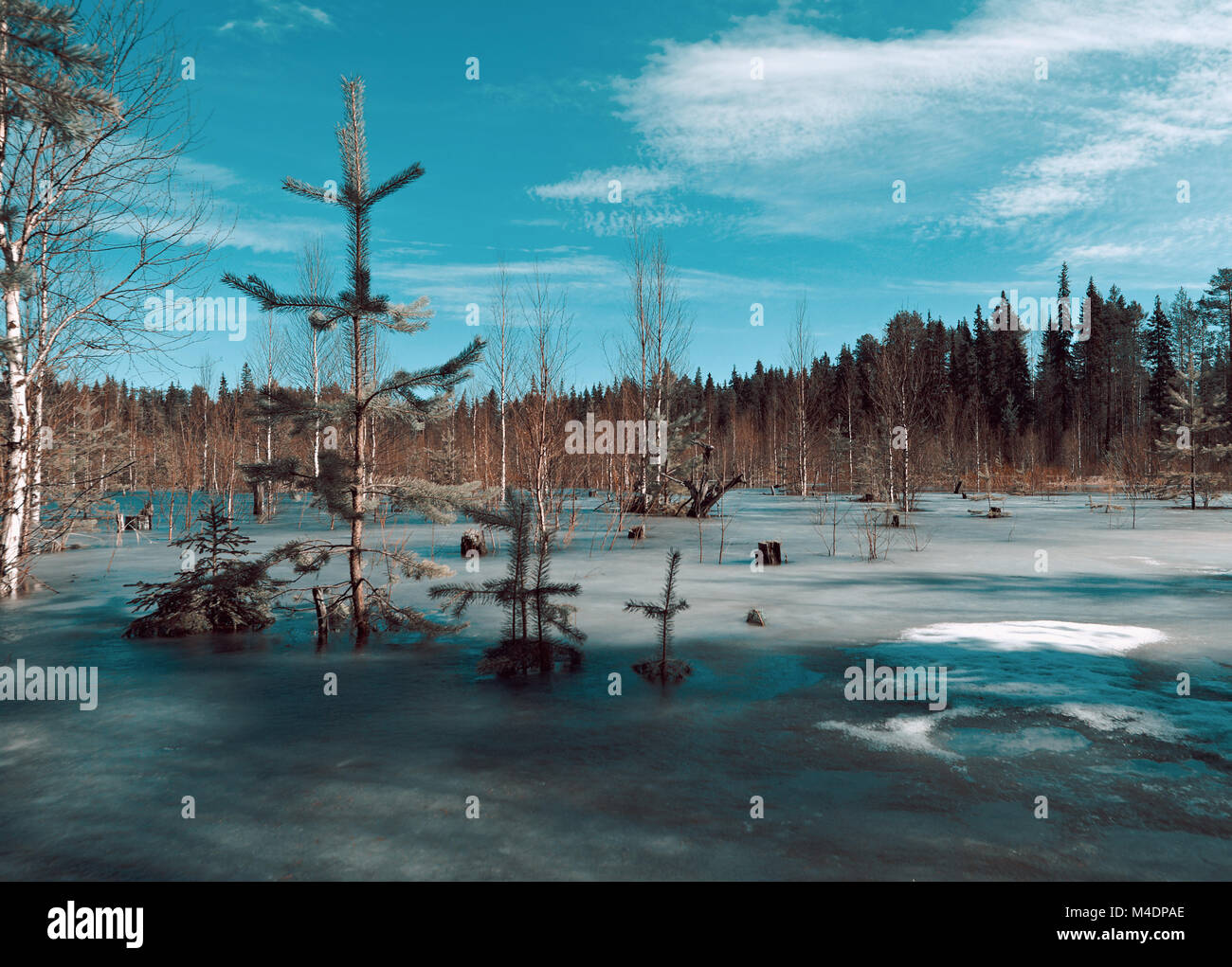 melting snow in forest in early spring Stock Photo - Alamy