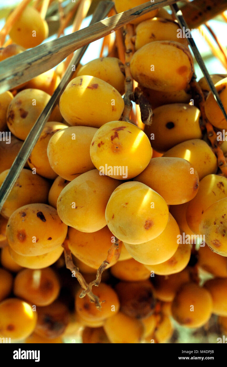 Abu dhabi date tree hi-res stock photography and images - Alamy