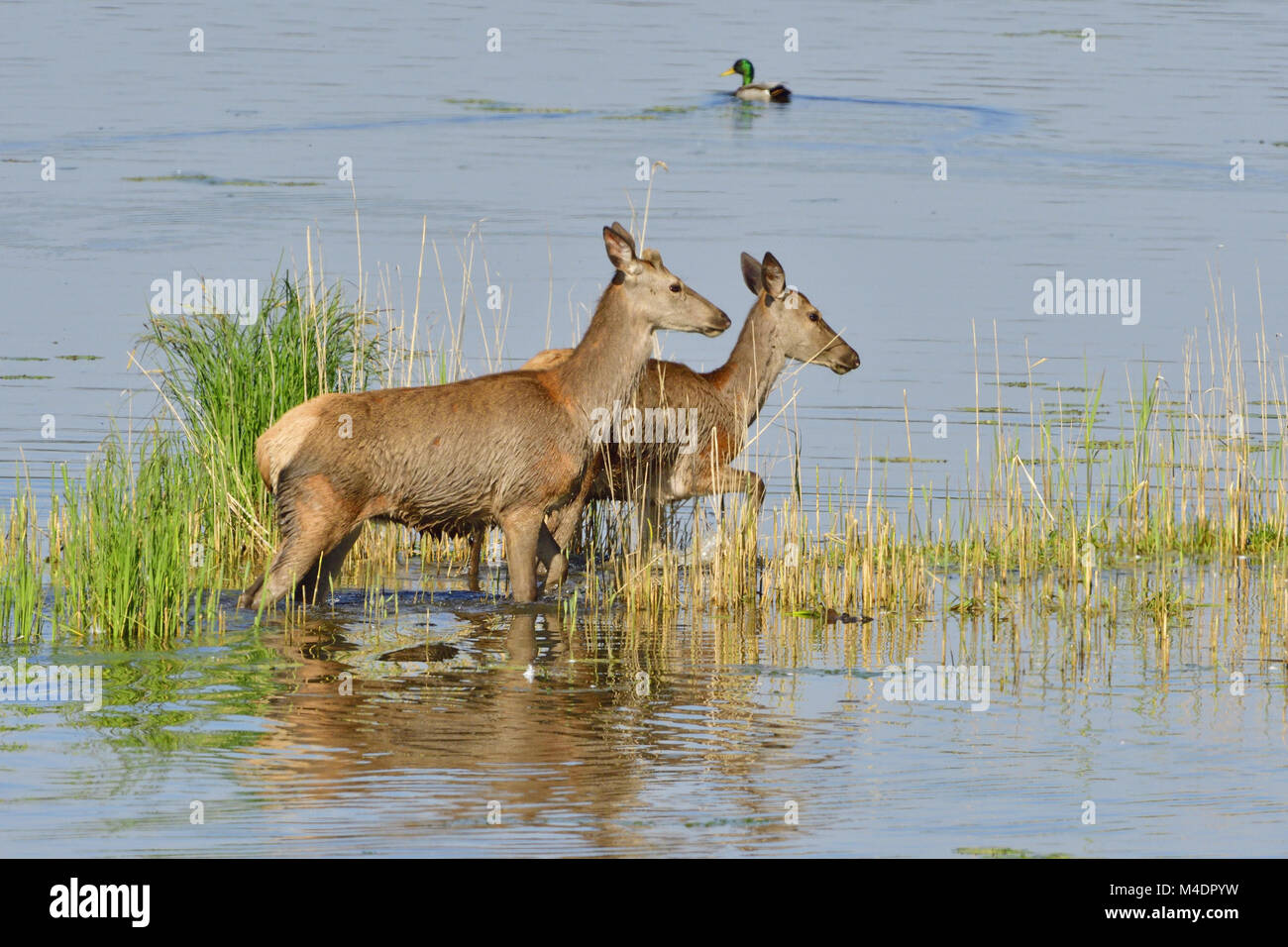 Reed deer hi-res stock photography and images - Alamy
