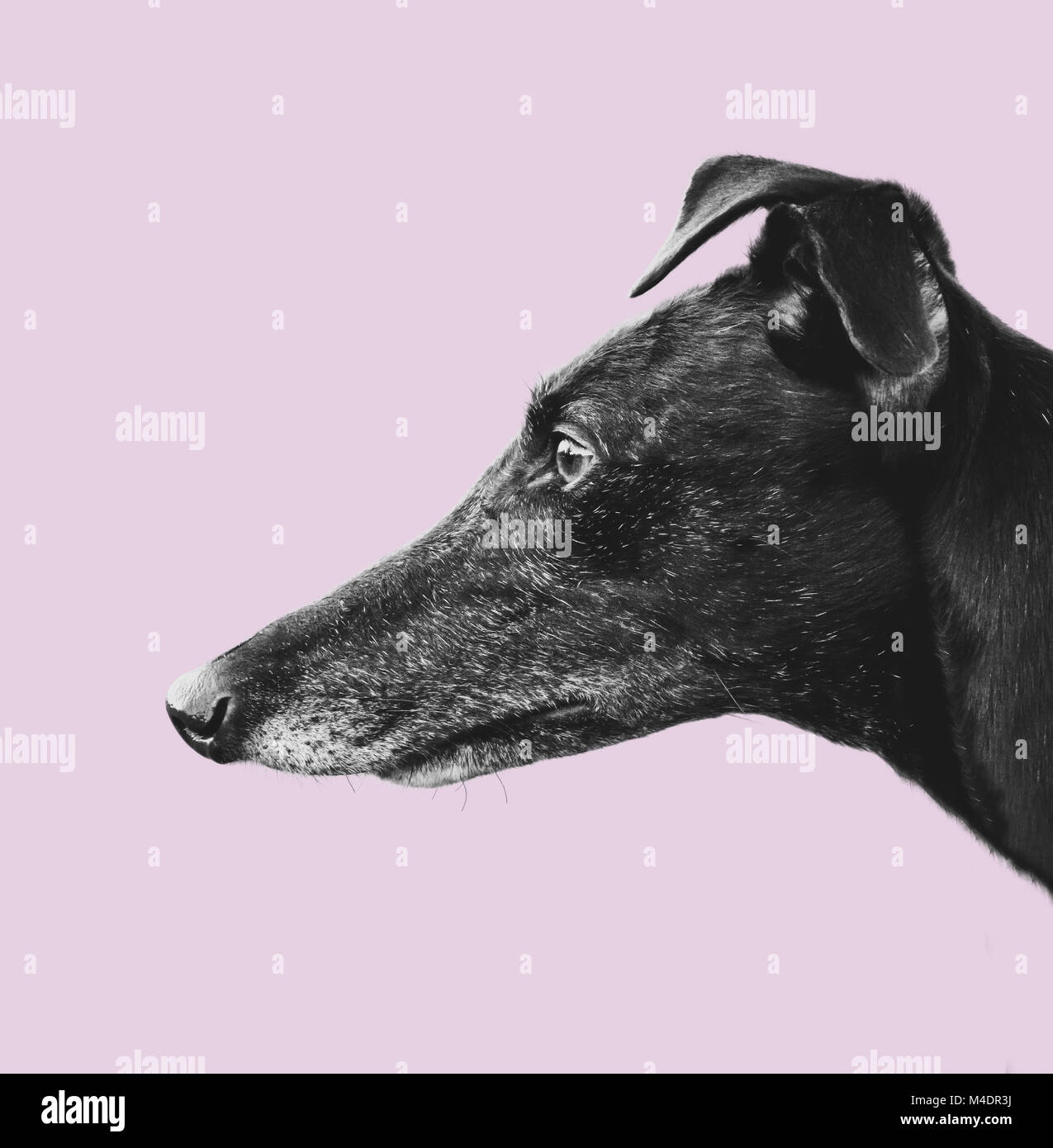 Greyhound Profile Design Stock Photo - Alamy