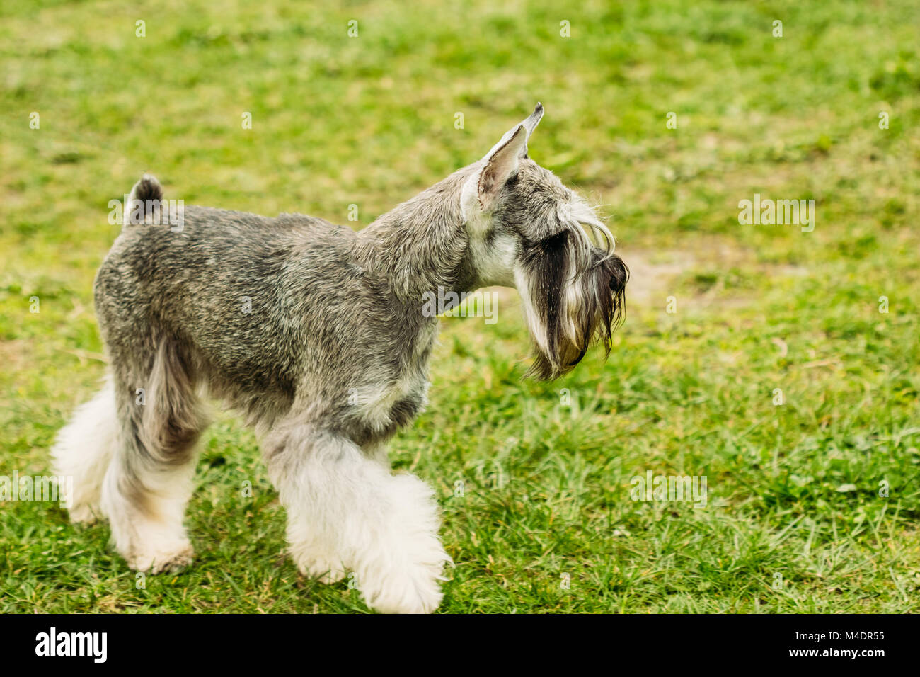 Dog of the breed Miniature schnauzer of gray color on the background of ...