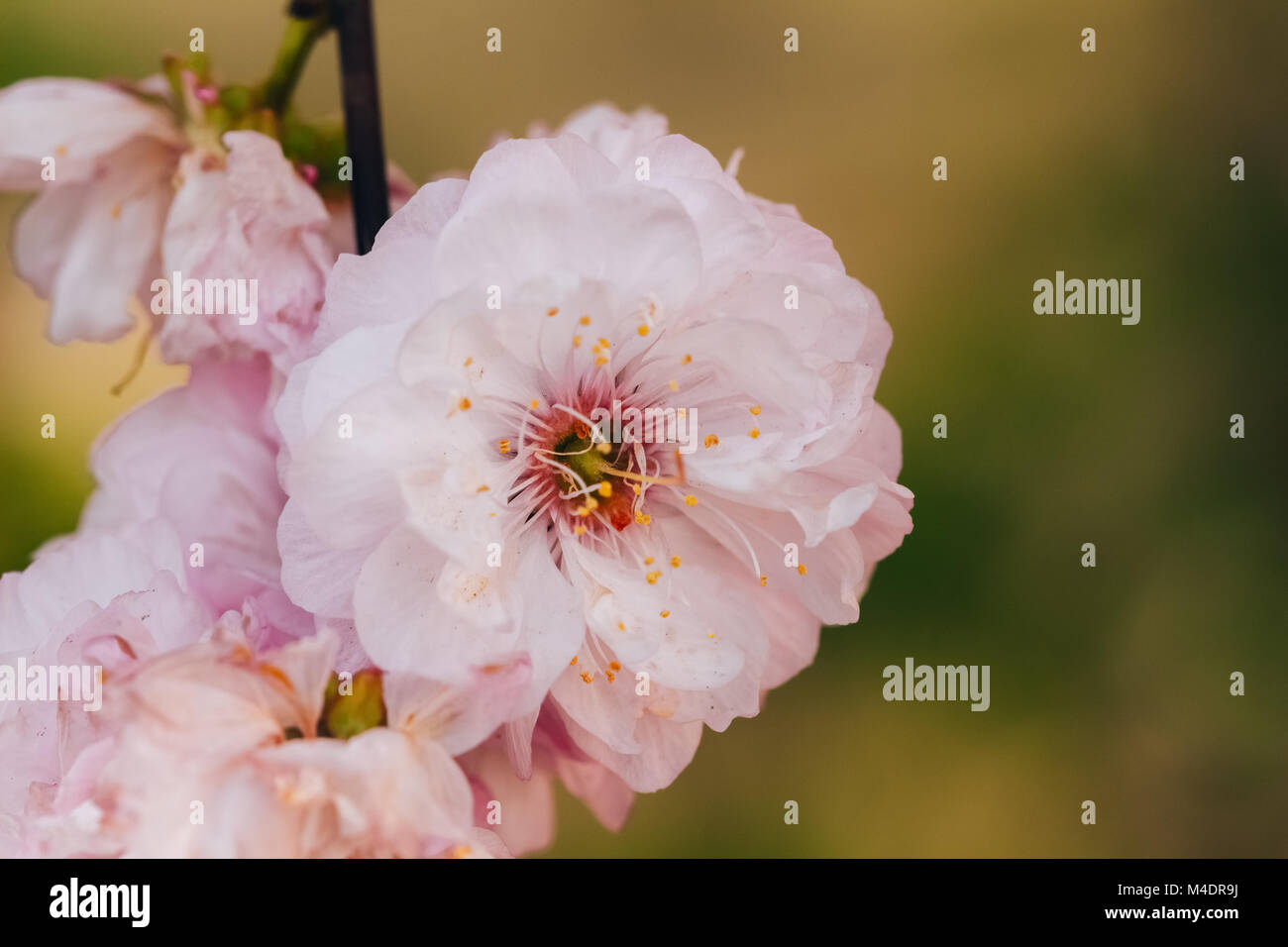 Pink beautiful flower of almond. Bud during blossom Stock Photo - Alamy