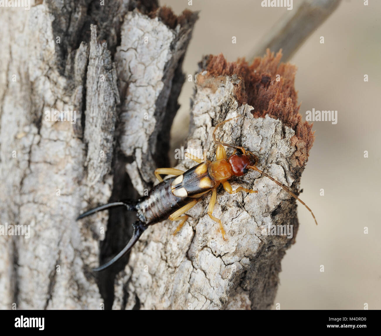 Earwig hi-res stock photography and images - Alamy