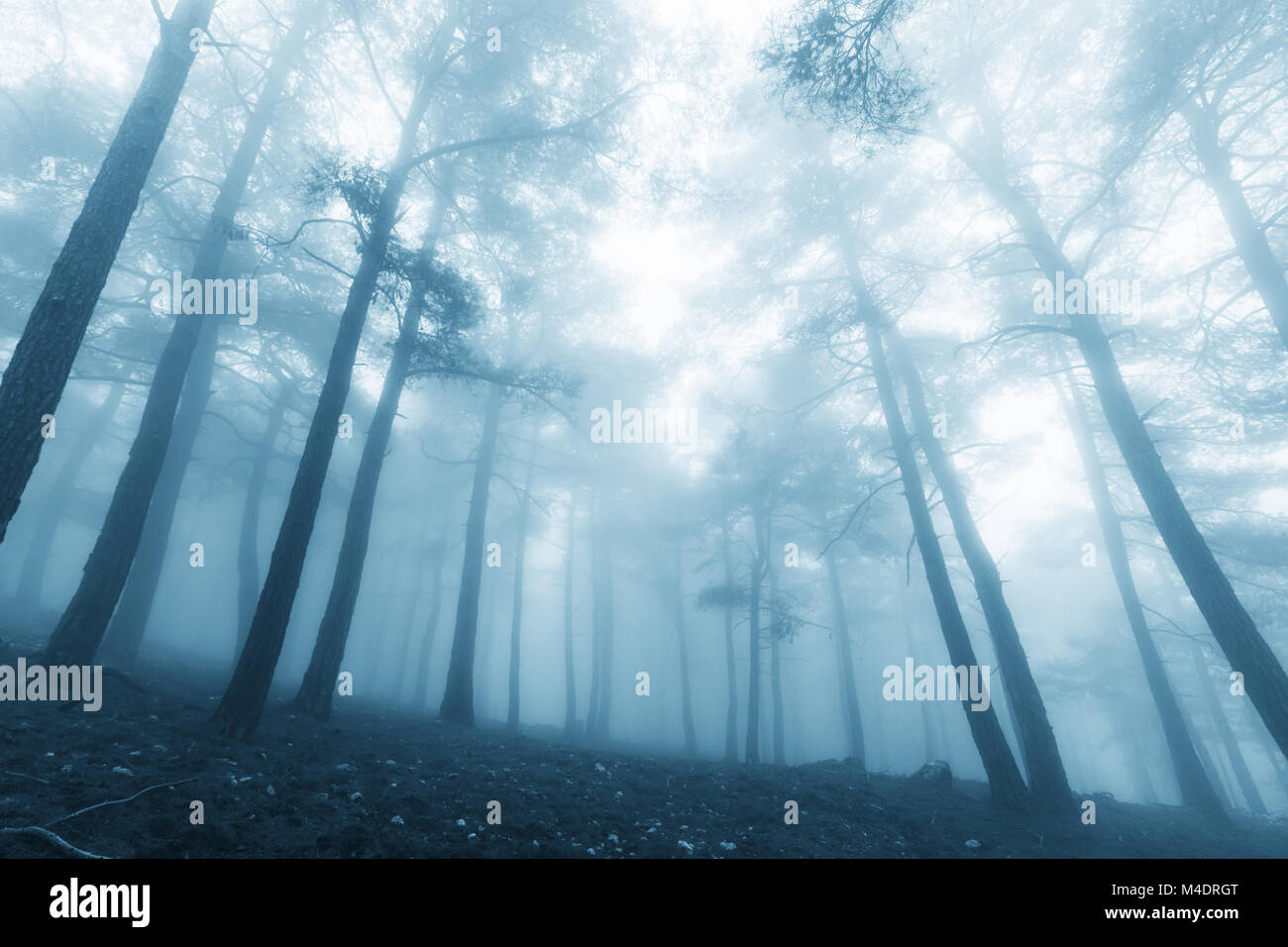 Fog in the forest Stock Photo - Alamy