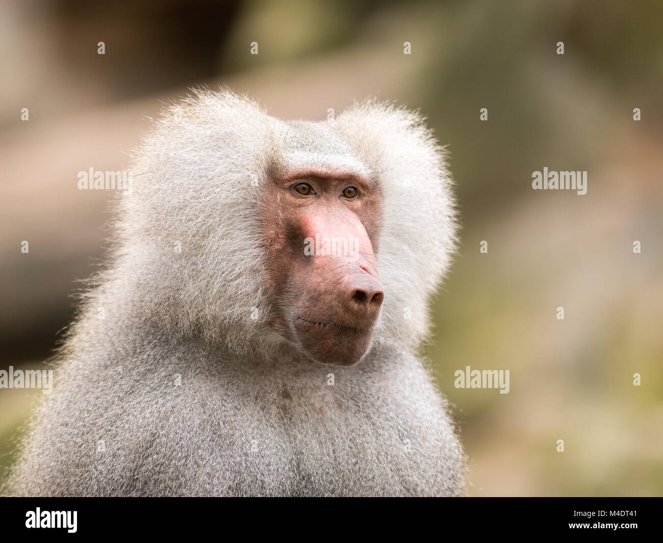 Scared of hi-res stock photography and images - Alamy