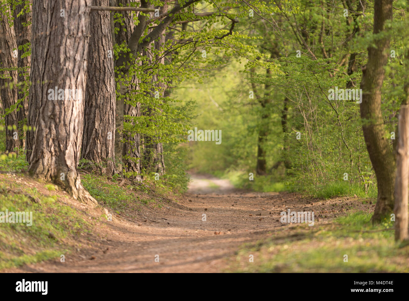 Forest_track hi-res stock photography and images - Alamy