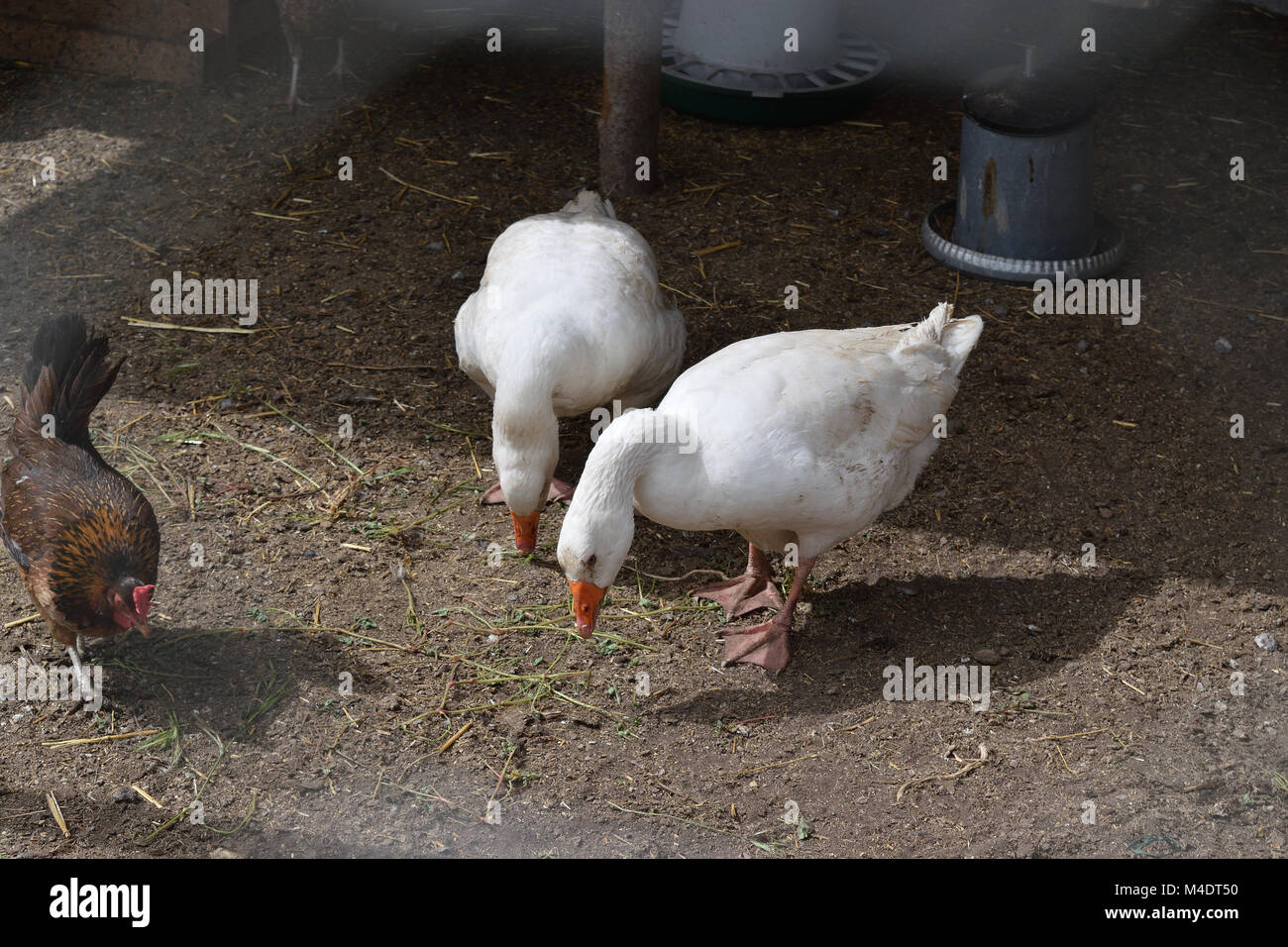 Domestic geese eating hi-res stock photography and images - Alamy