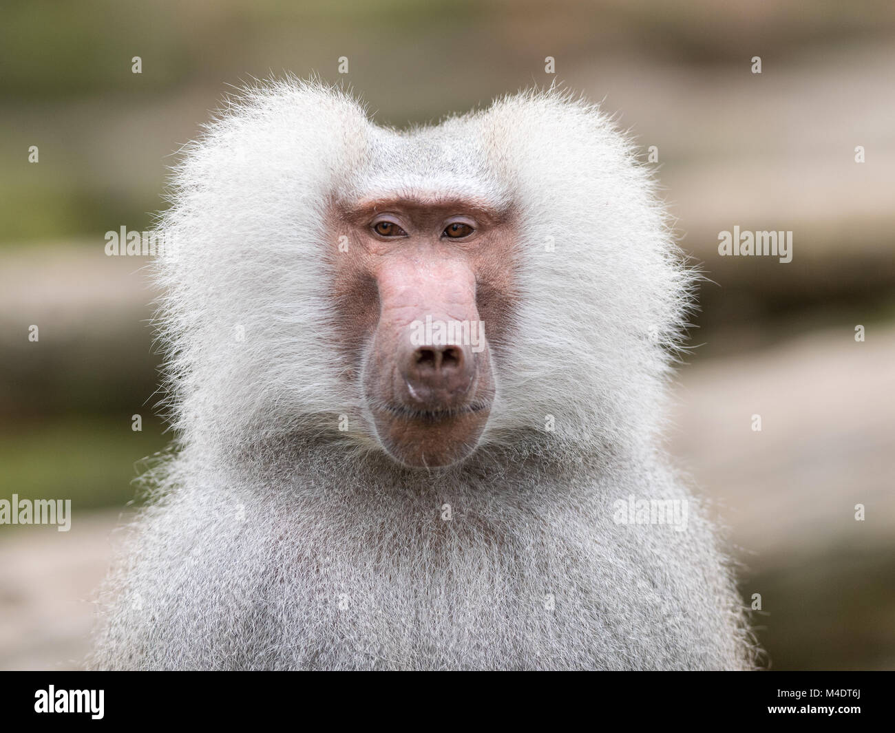 Scared of hi-res stock photography and images - Alamy