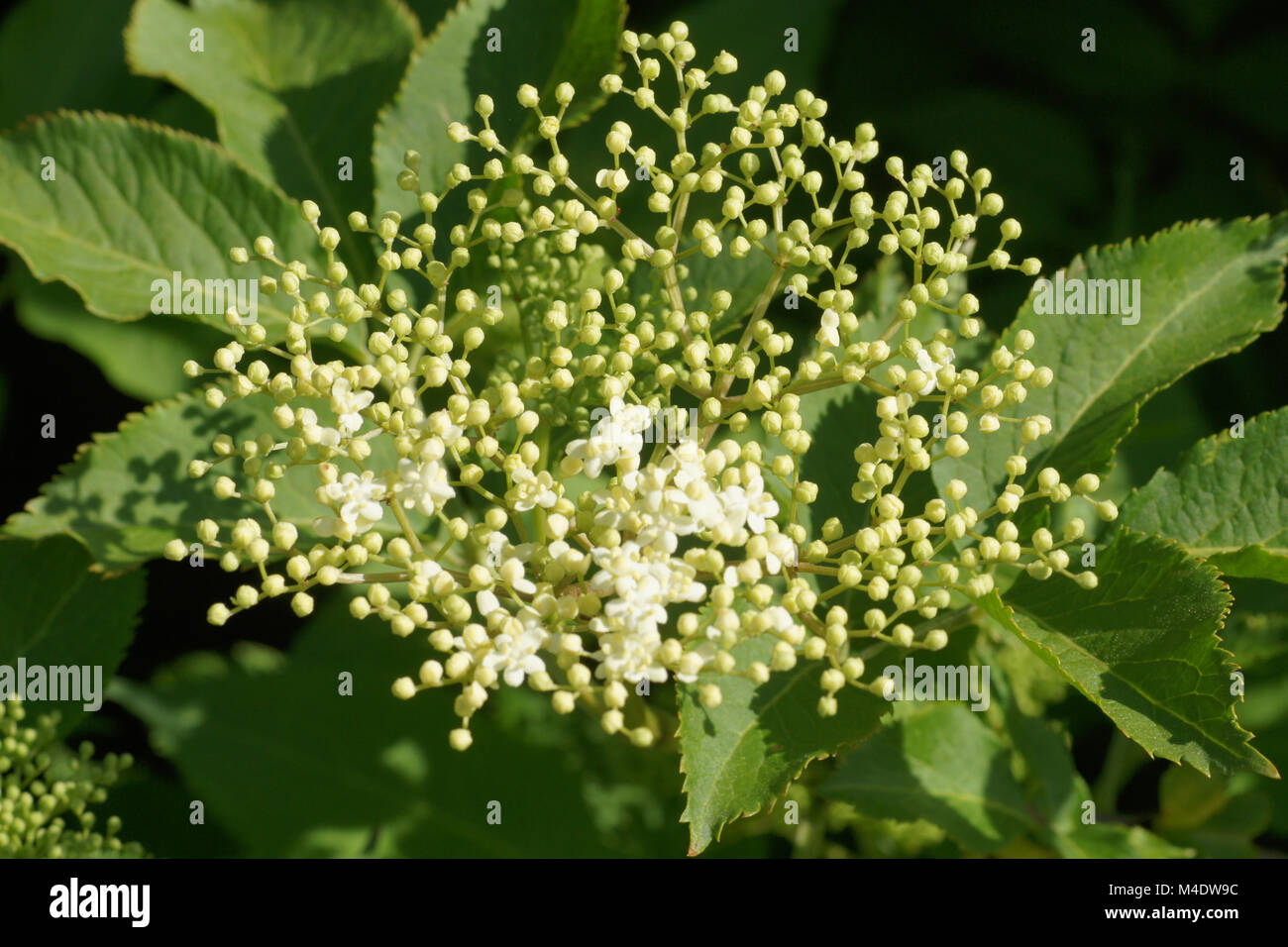 Flower Buds Sambucus Nigra High Resolution Stock Photography and Images ...