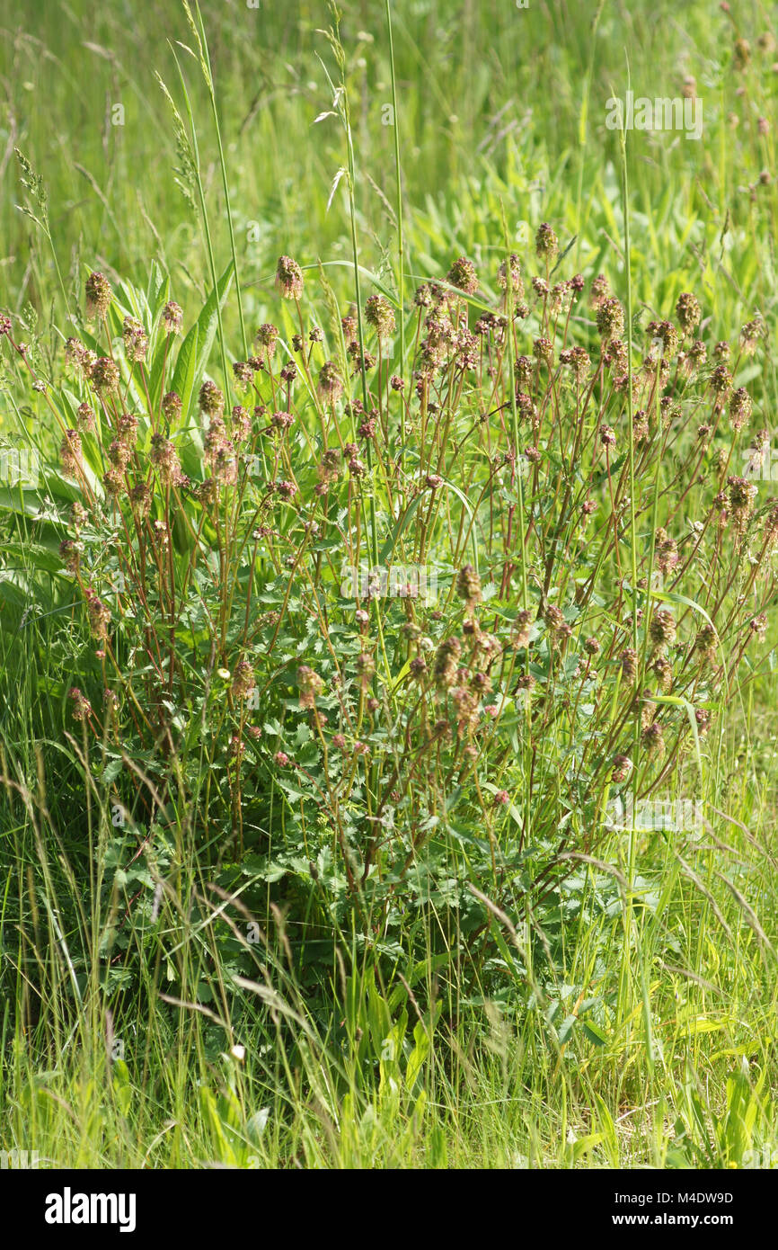 Sanguisorba minor, Salad Burnet Stock Photo - Alamy