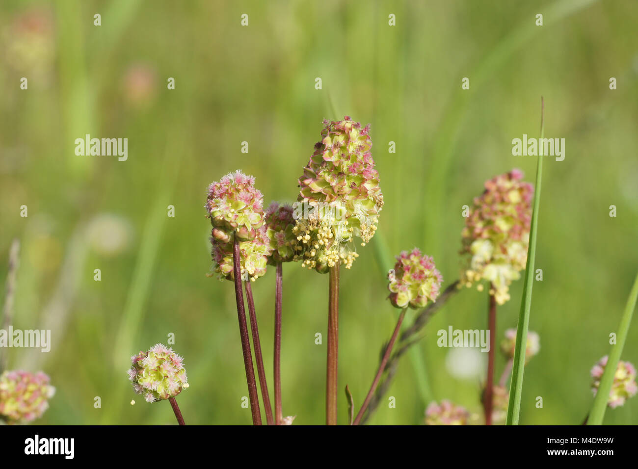 Sanguisorba minor, Salad Burnet Stock Photo - Alamy