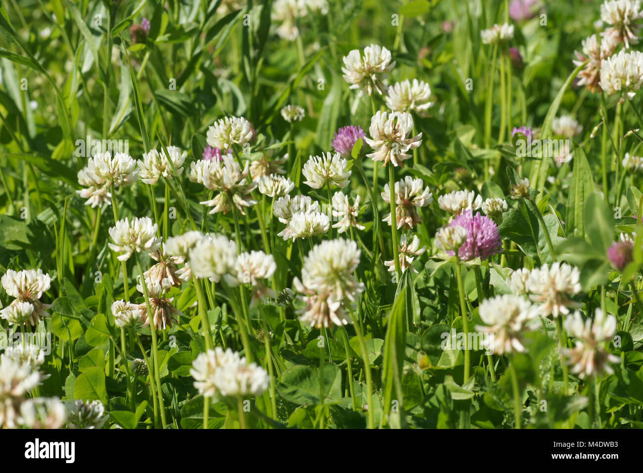 Trifolium repens white clover hi-res stock photography and images - Alamy