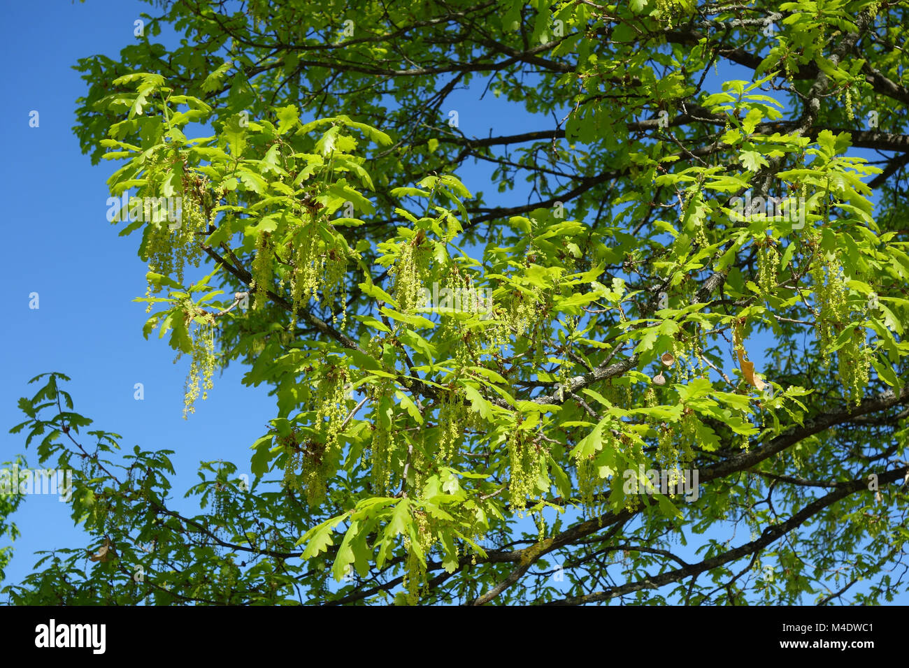Quercus robur oaktree leaves hi-res stock photography and images - Alamy