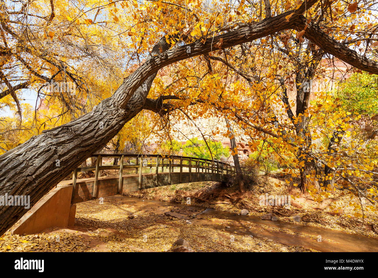 Bridge in autumn forest Stock Photo - Alamy
