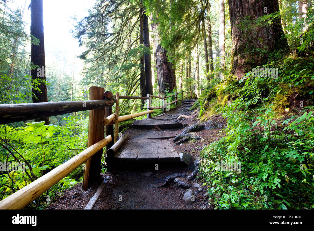 Boardwalk in the forest Stock Photo - Alamy