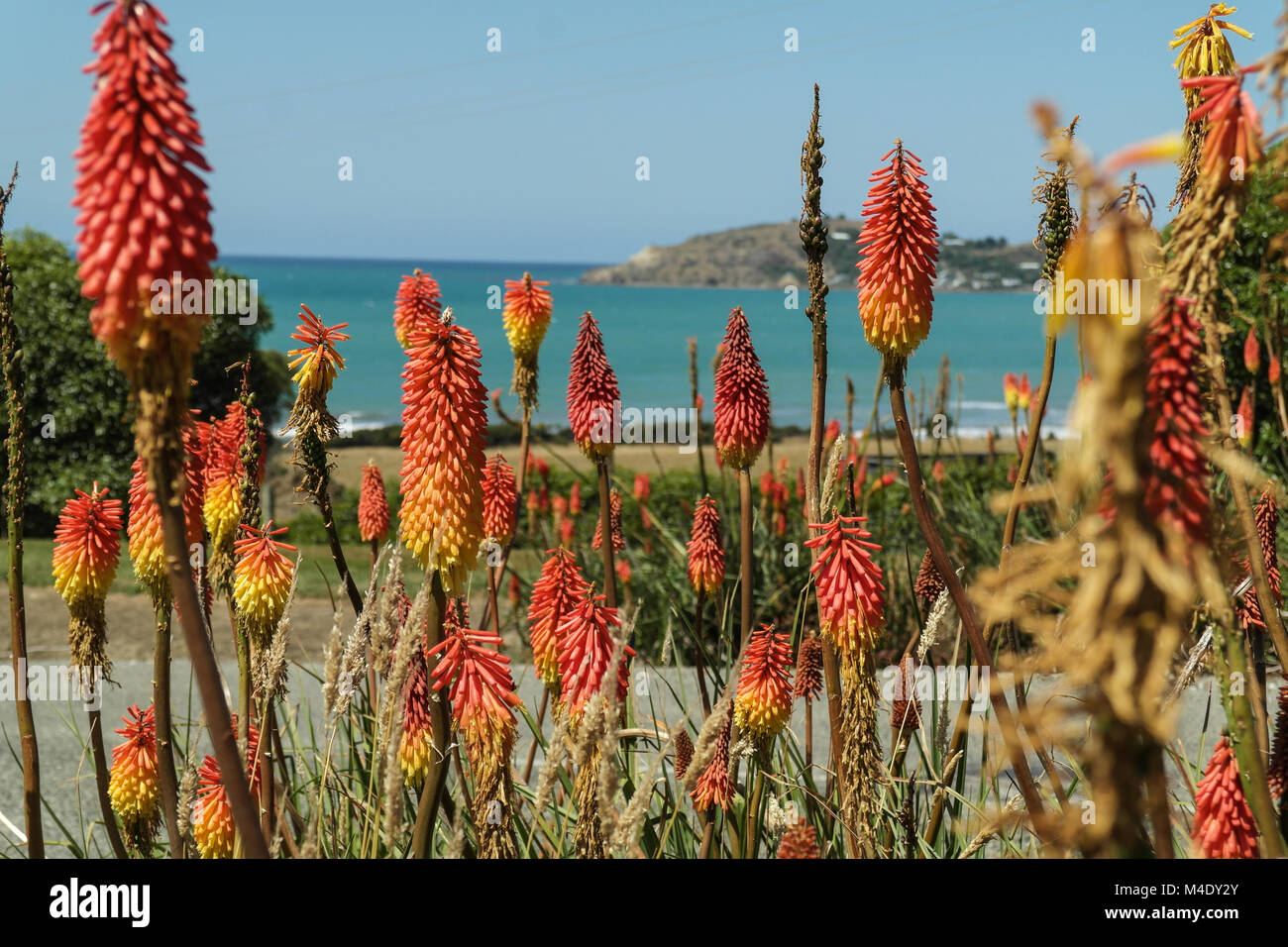 Made in new zealand hi-res stock photography and images - Alamy