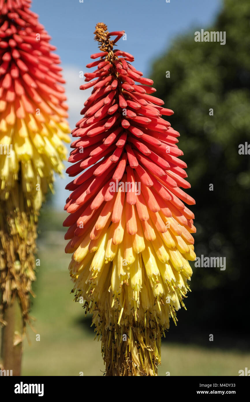Torch Lilly in New Zealand Stock Photo - Alamy