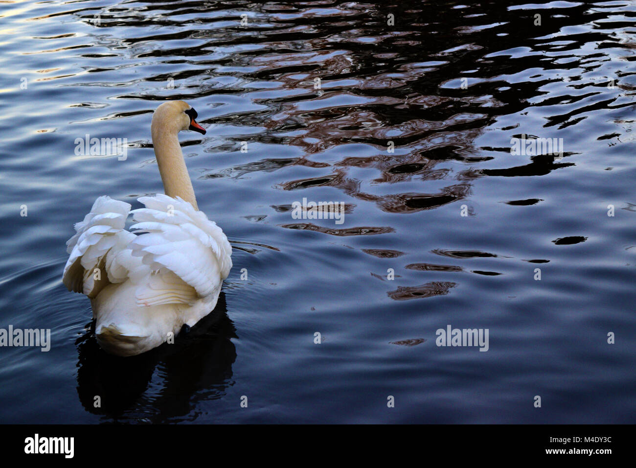 Beautiful white swan Stock Photo - Alamy