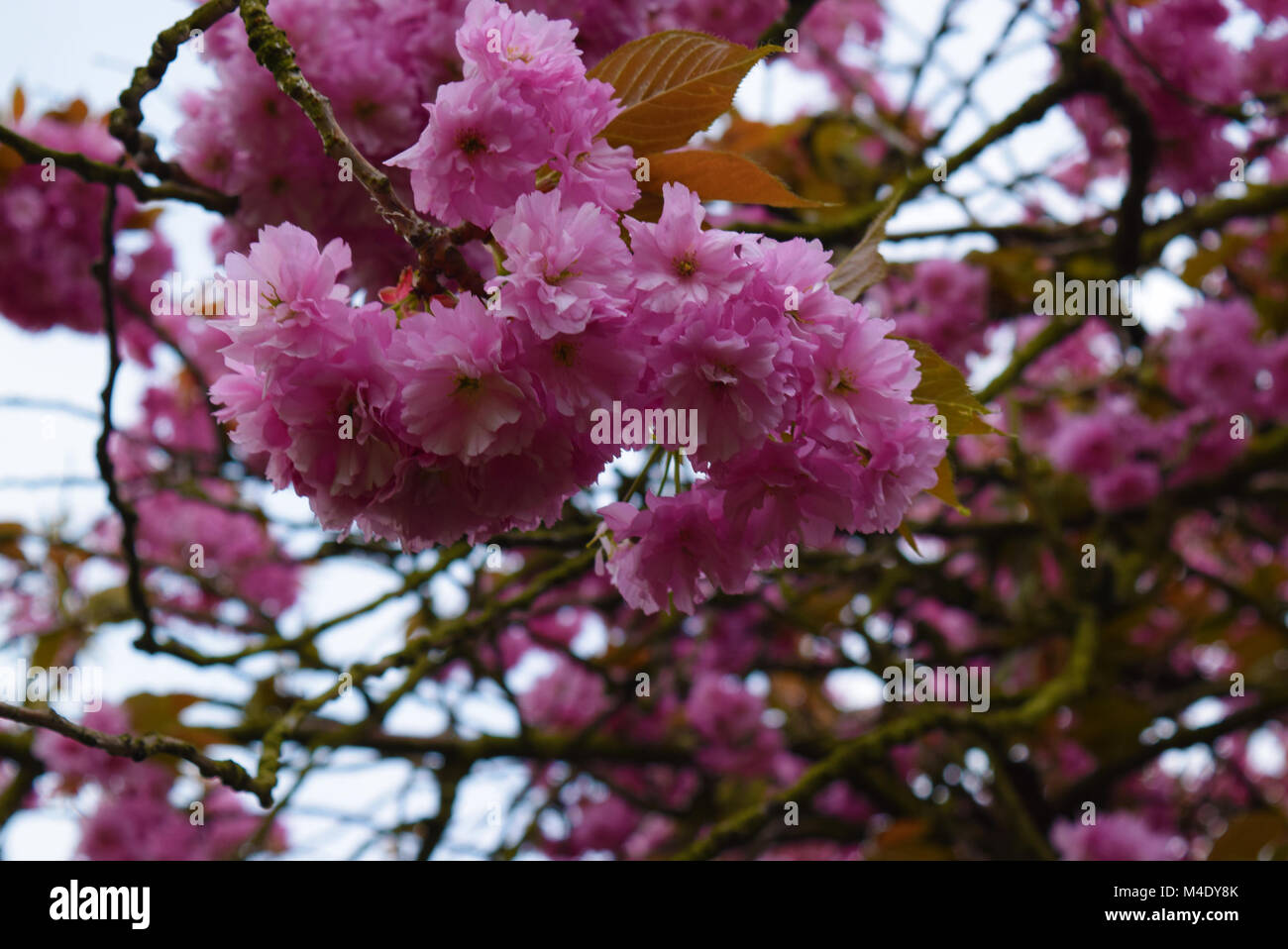 Outdoor pink banner hi-res stock photography and images - Alamy