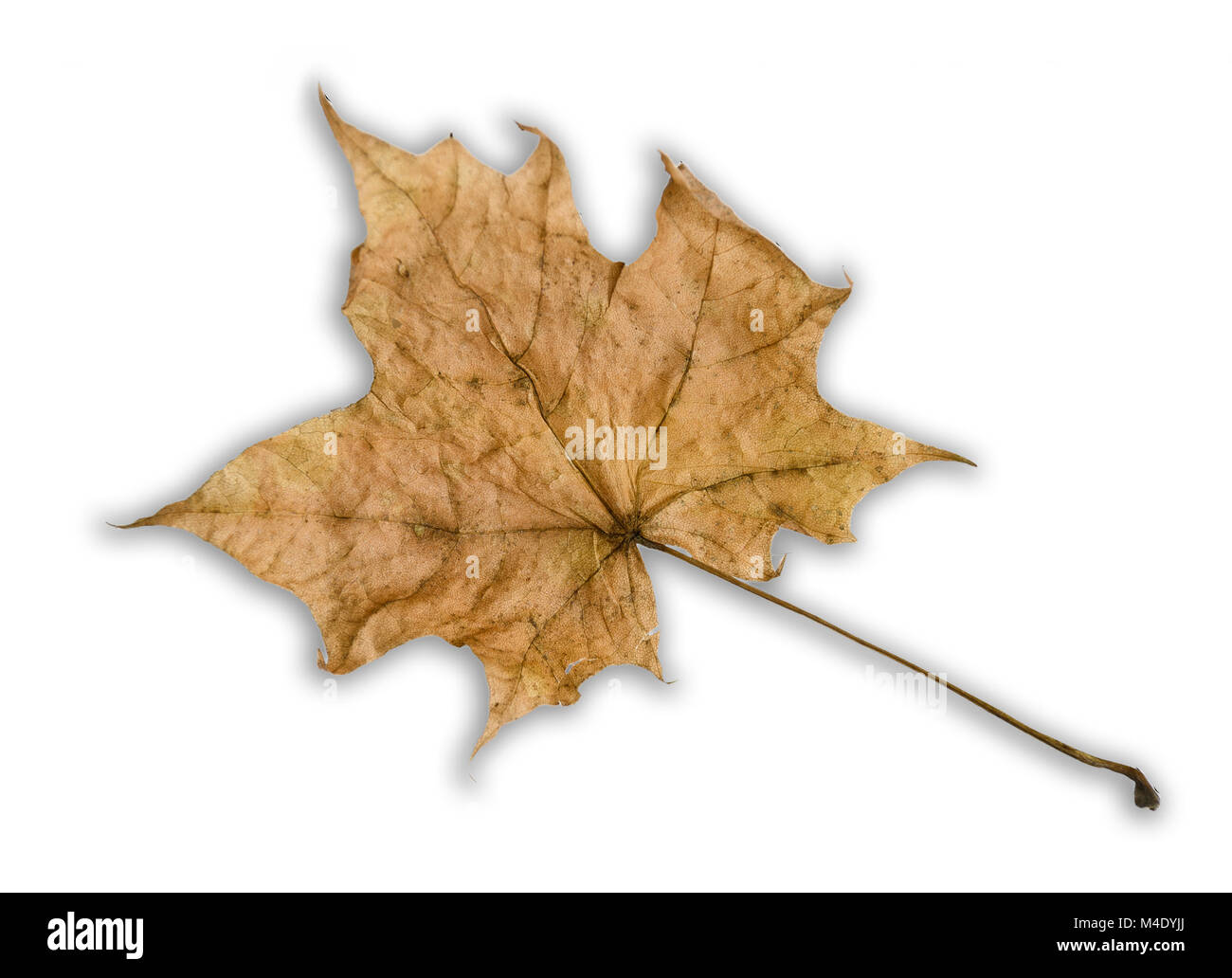 withered maple leaf Stock Photo - Alamy