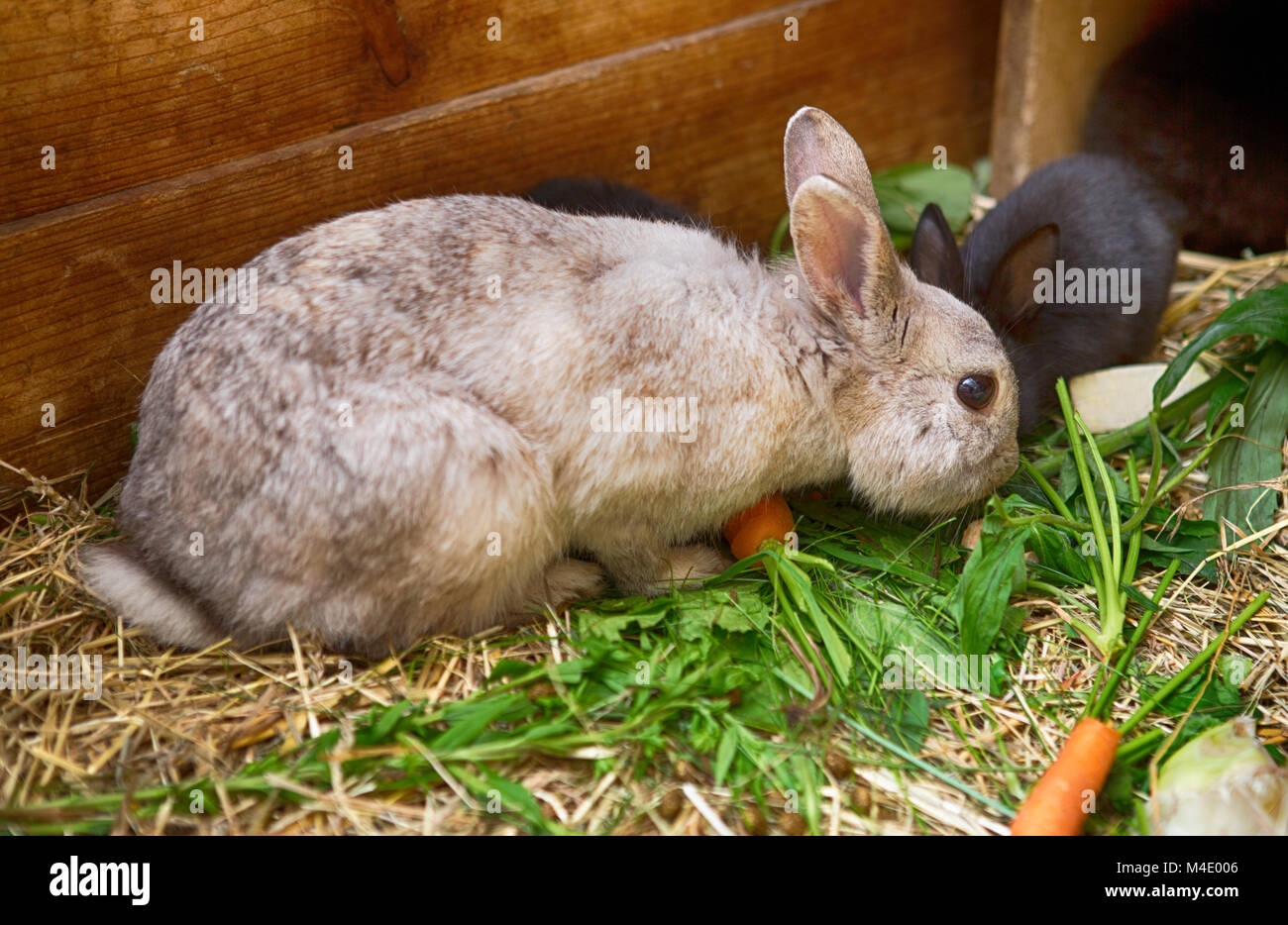 Rabbits are long hi-res stock photography and images - Alamy